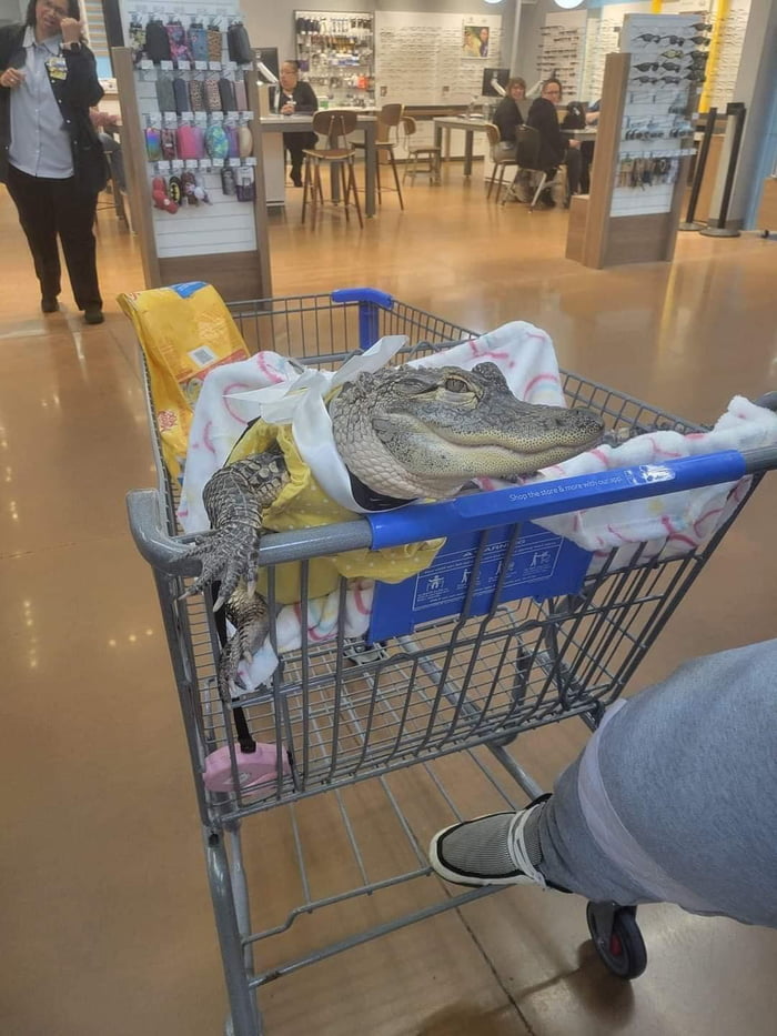 In a Florida Walmart. Gator in a cart with a bag of food. - 9GAG
