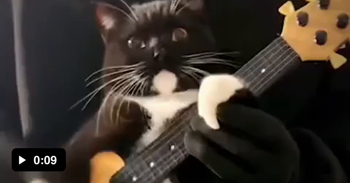 The Metalhead Cat - 9GAG