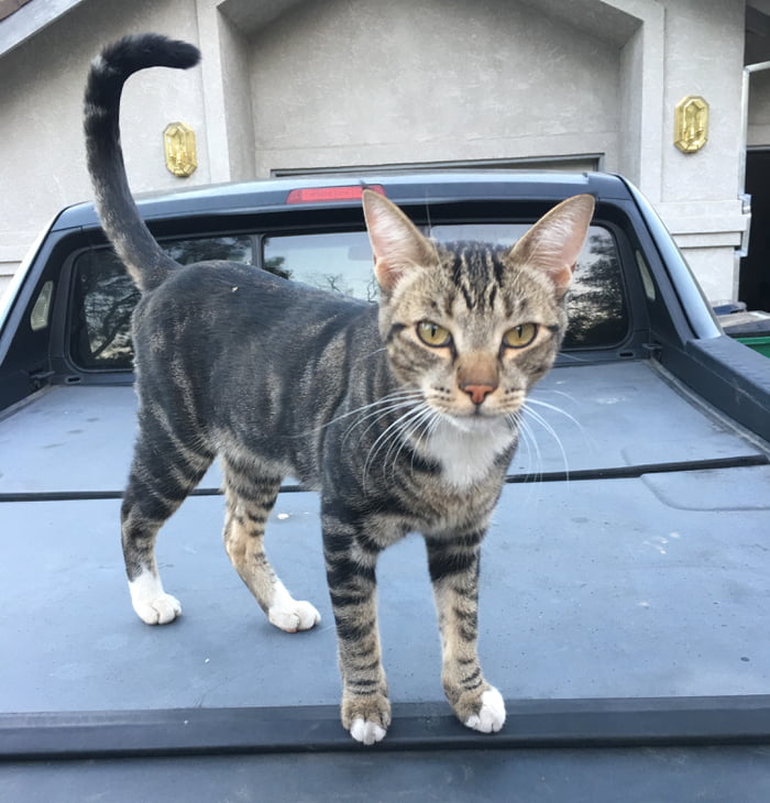 Moe, the cat, is standing on the truck. He wants to be petted. - 9GAG