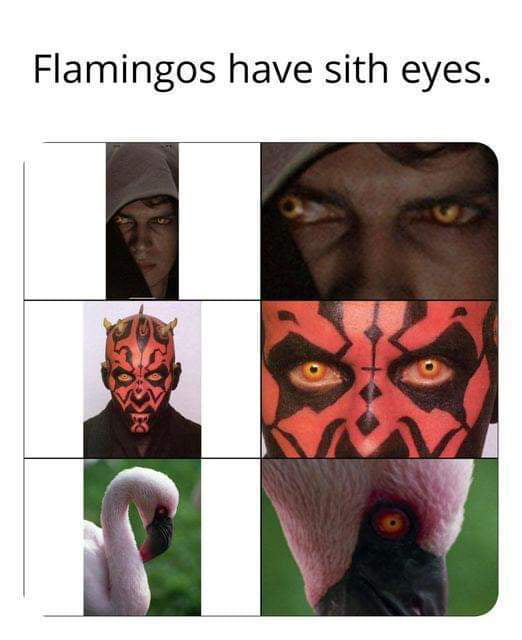 I'll do one better Drax sttyle. The Sith has Flamingo eyes. - 9GAG
