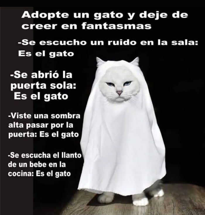 Eliminaron la división de poderes: fue el gato - 9GAG