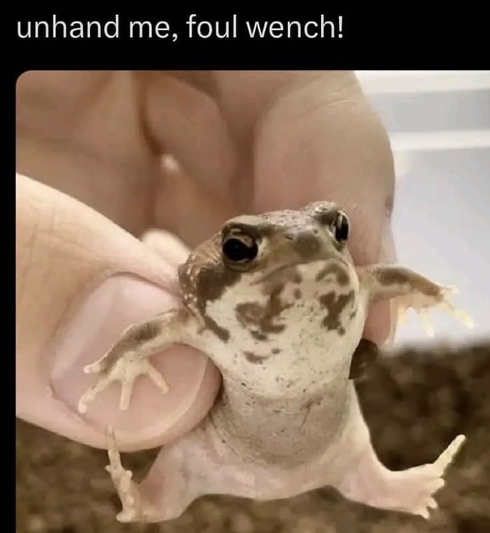 I wish to be addressed correctly and politely! Not wench or weird looking frog… - 9GAG