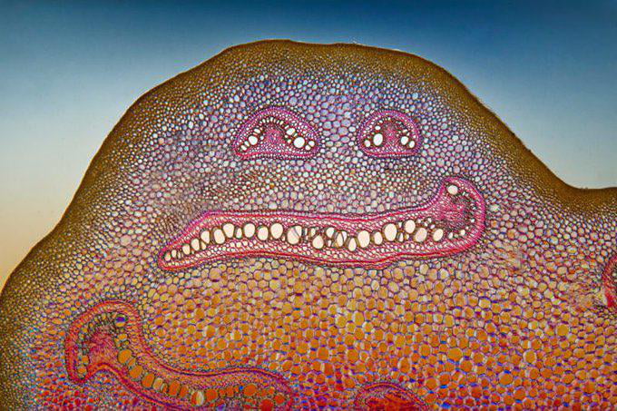 Bracken fern stem section under a microscope - 9GAG