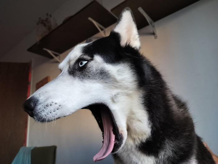 Husky life - 9GAG