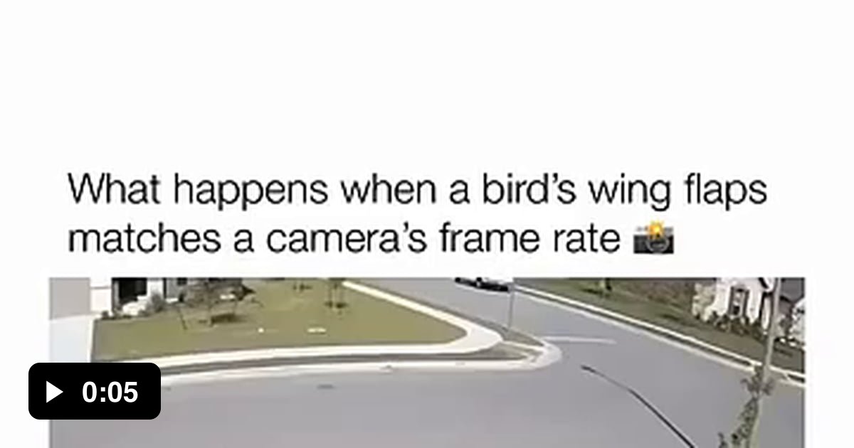How birds fly when we're not looking - 9GAG