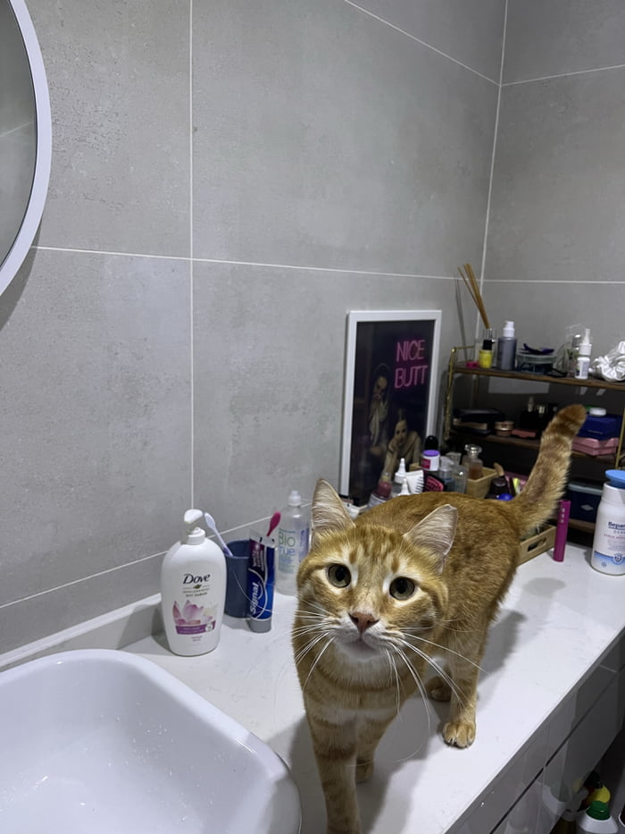 This is Zuko. He likes to watch me get ready for work with a concerned face every morning. - 9GAG