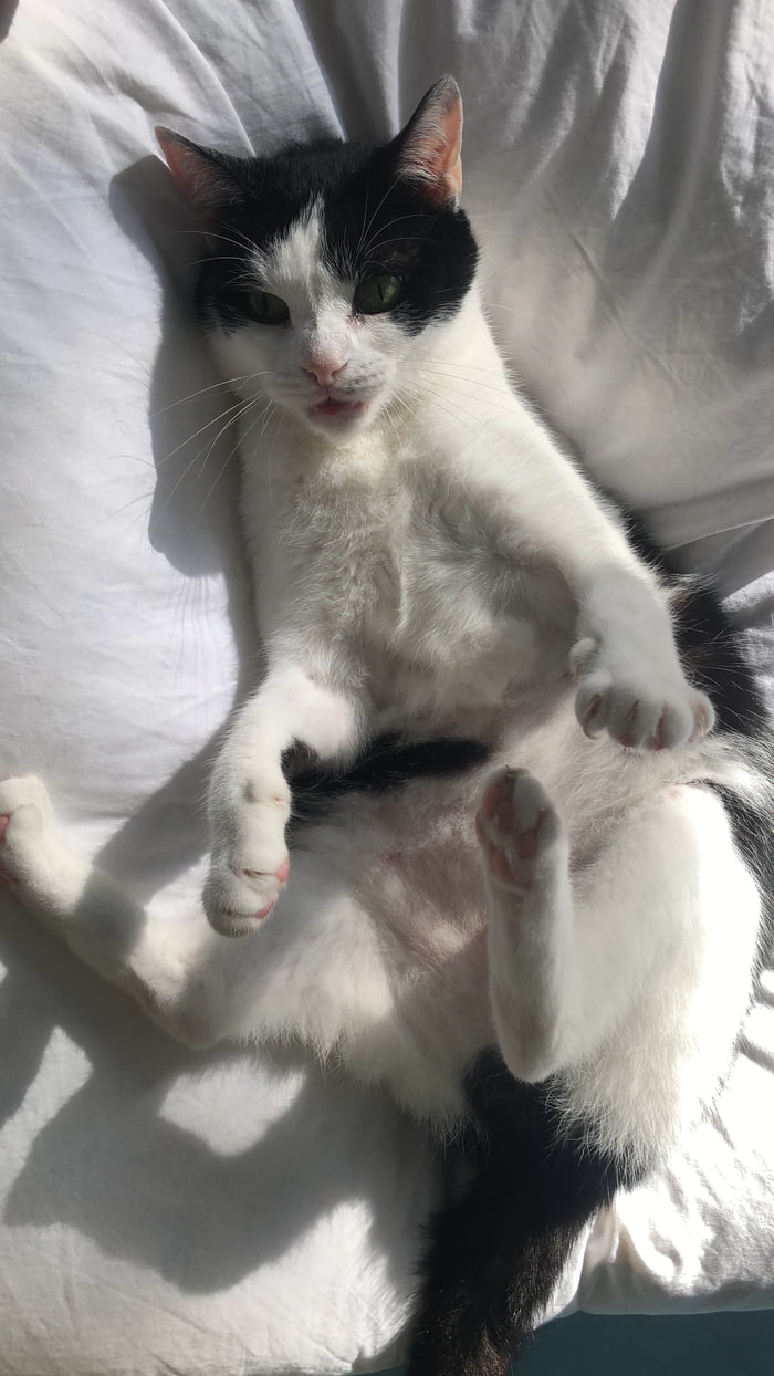 Are we still posting cats? this is bobby - 9GAG