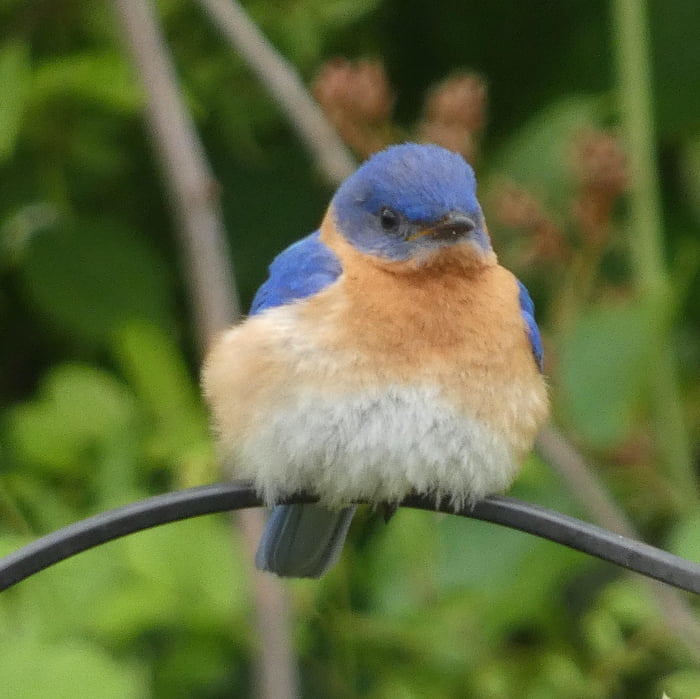 Feeling extra fluffy today - 9GAG