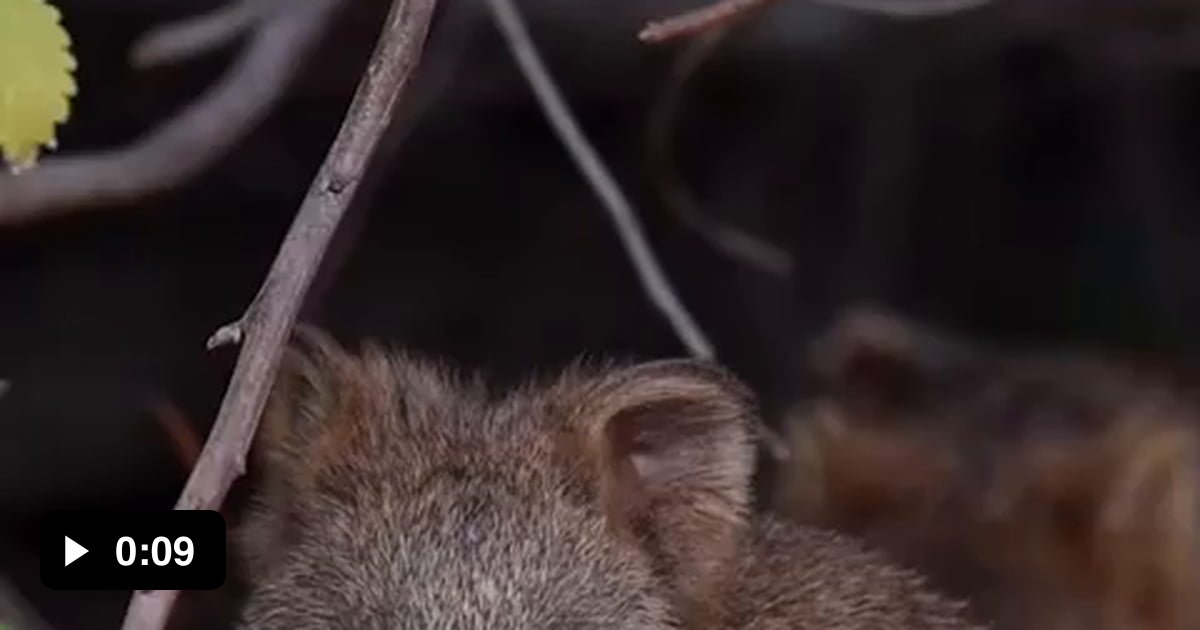 Cuteness Overload ️ - 9GAG