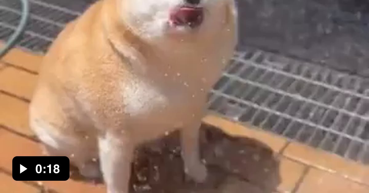 Cooling down on a hot sunny day - 9GAG