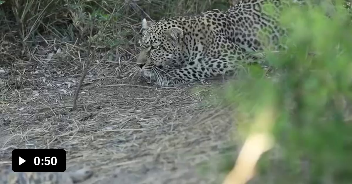 I love wildlife - 9GAG