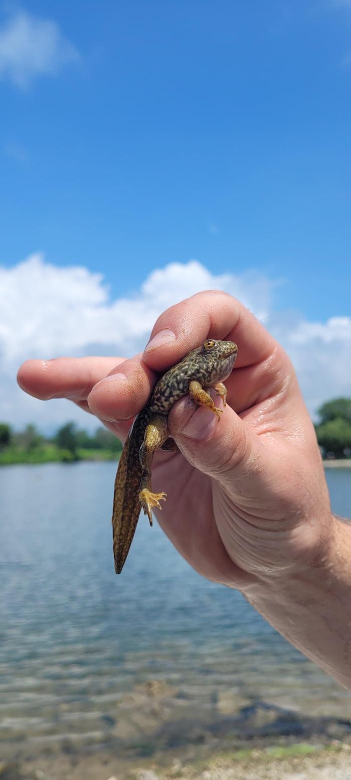 Look at this little guy, almost a full frog - 9GAG