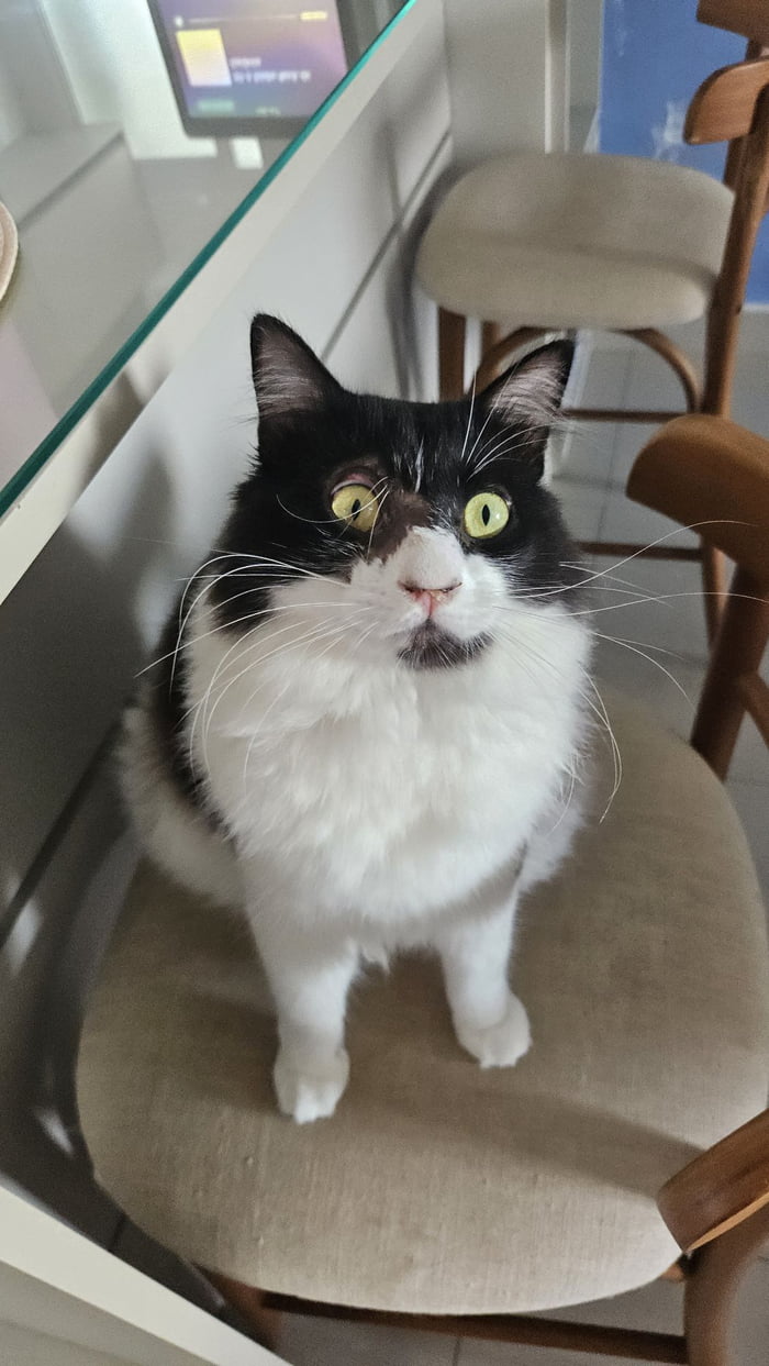 We still doing cats? Meet Zuko - 9GAG