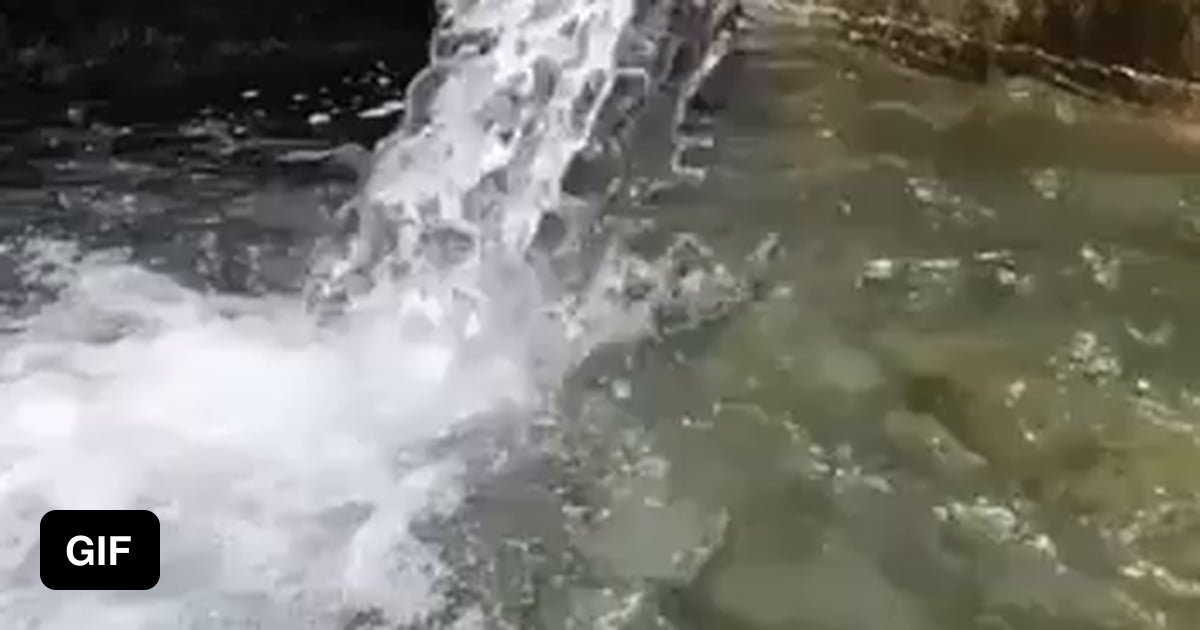 Salmon fish going against the water flow - 9GAG