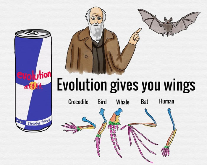 Amphibians, Reptiles, Birds, and Mammals, all share a common ancestor ...
