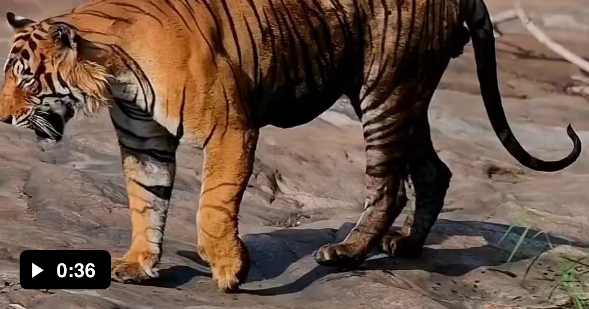 The beauty of the tiger. - 9GAG