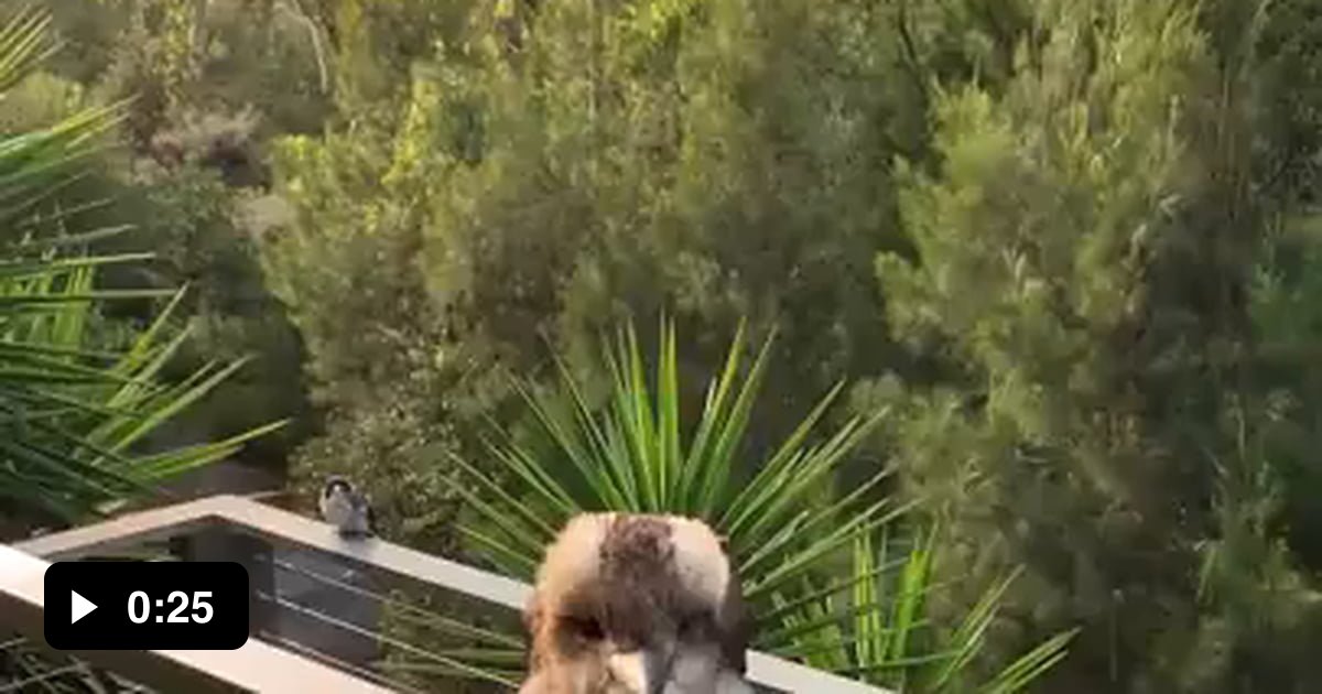 Very cute baby bird singing and tapping! - 9GAG