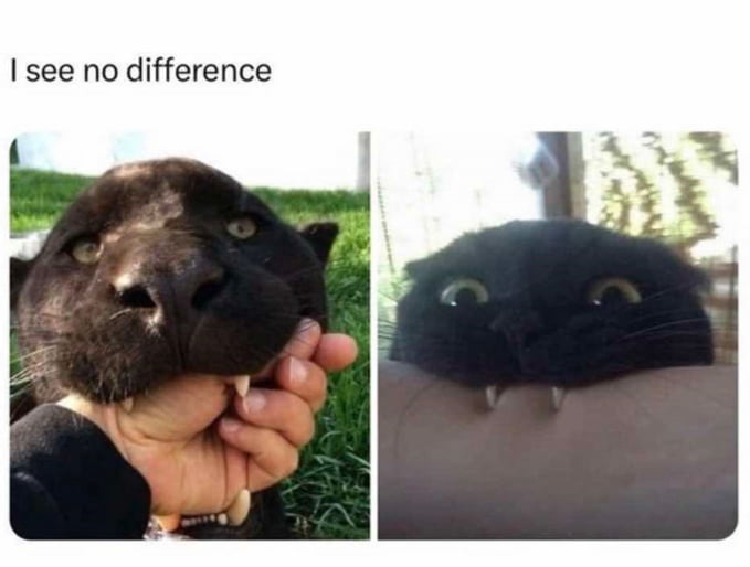 How to get a black jaguar in your home? VOID CAT. - 9GAG