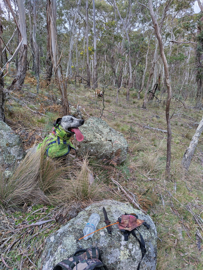 Luna and dozer cooling down after catching two simultaneously. Sally is behind the camera ...