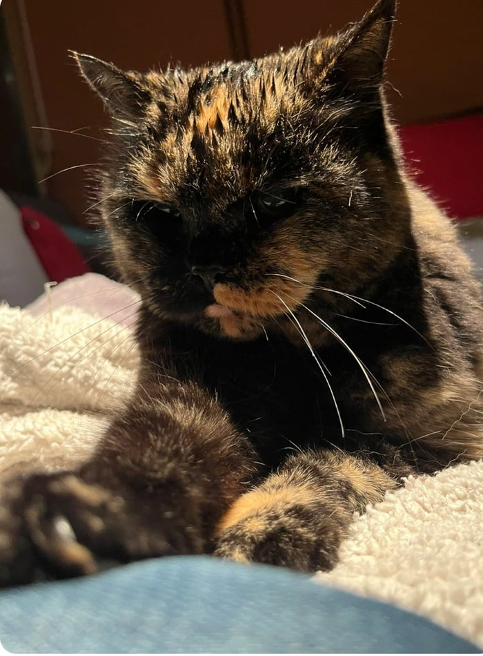 Turtle says stay out of the rain with me - 9GAG