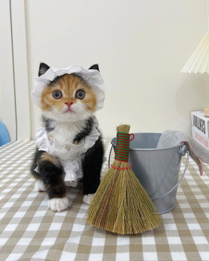 Housekeeping cat - 9GAG