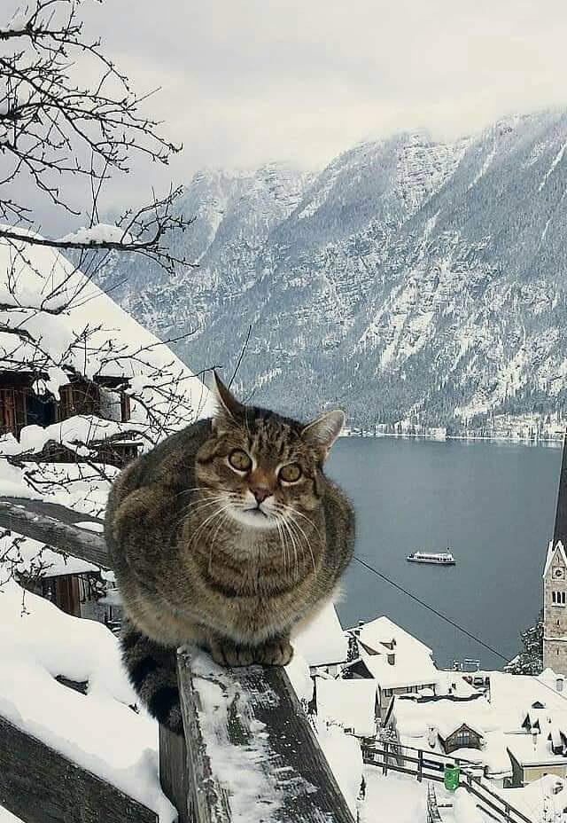 Hello there human. The scenery is nice, isn't it? - 9GAG