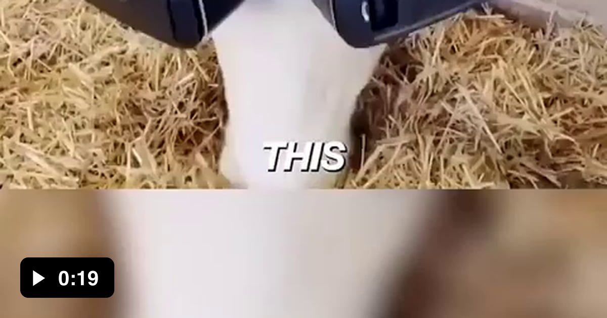 VR Gamer Cows - 9GAG