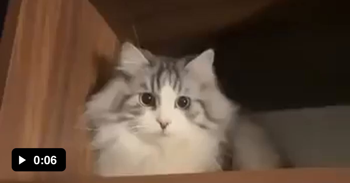 Playful kitty - 9GAG