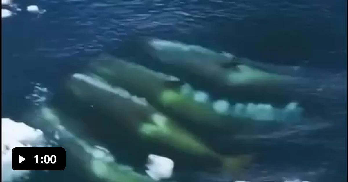 Orcas vs. Ice: The Incredible Strategy Behind Seal-Hunting on Frozen ...