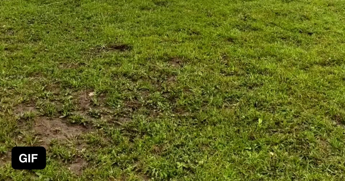 Eowyn (Cow) and Ottis (Dog) having the time of their lives - 9GAG