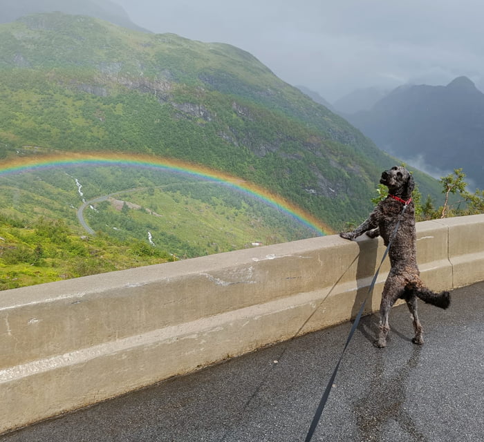 Happy and the Rainbow Part II - 9GAG