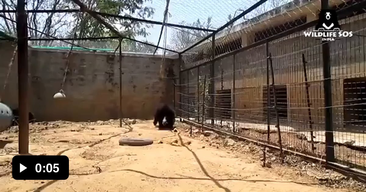 The Sloth Bear, Native To India, is Known For Its Aggression Towards Humans And Is Considered ...