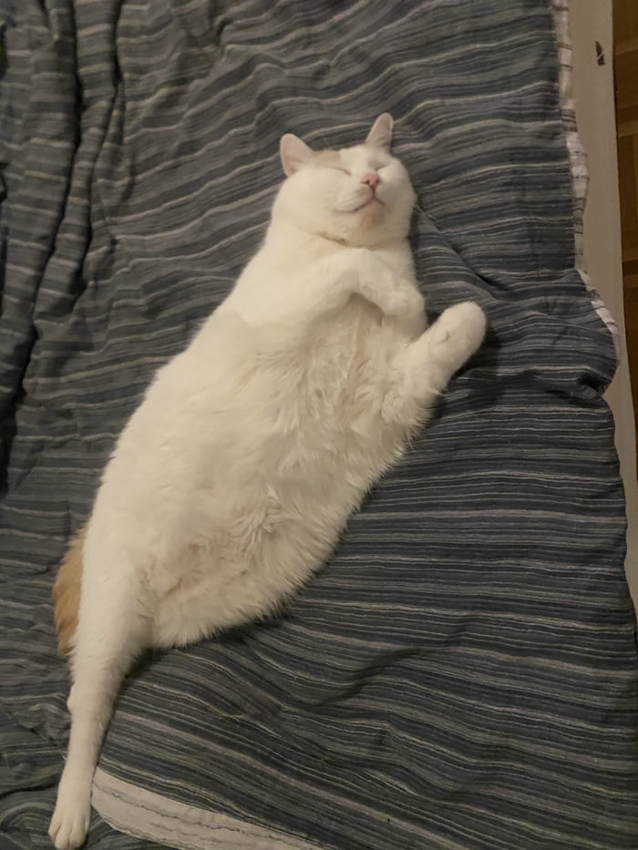 Fluffy dreams - 9GAG