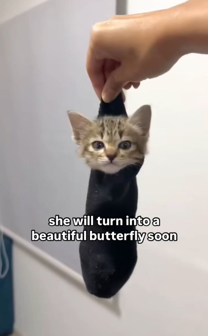 Bite sized cutie - 9GAG