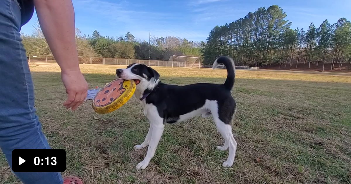 Frankie the Frisbee Fetcher - 9GAG