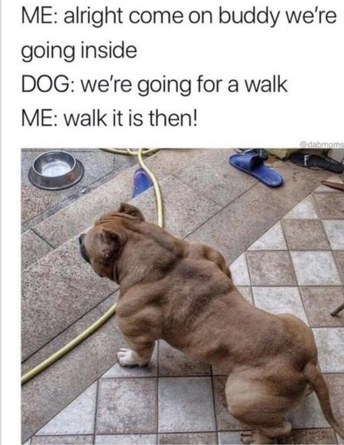 Good boi doggo - 9GAG