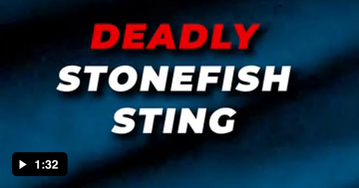 The venomous sting of the deadly Stonefish in Australia - 9GAG