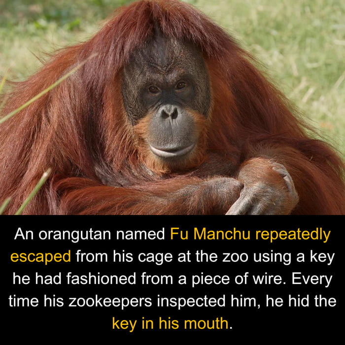 Crafty Orangutan named Fu Manchu Escapes Zoo with DIY Wire Key! - 9GAG