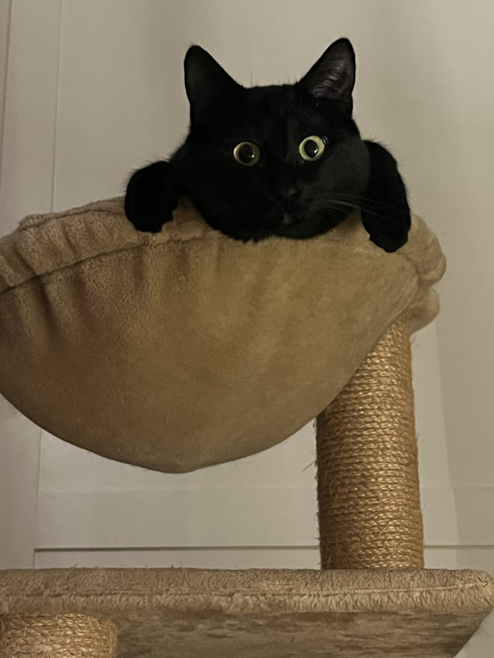 Give me your best photo of your cat. This is my cat Guus - 9GAG