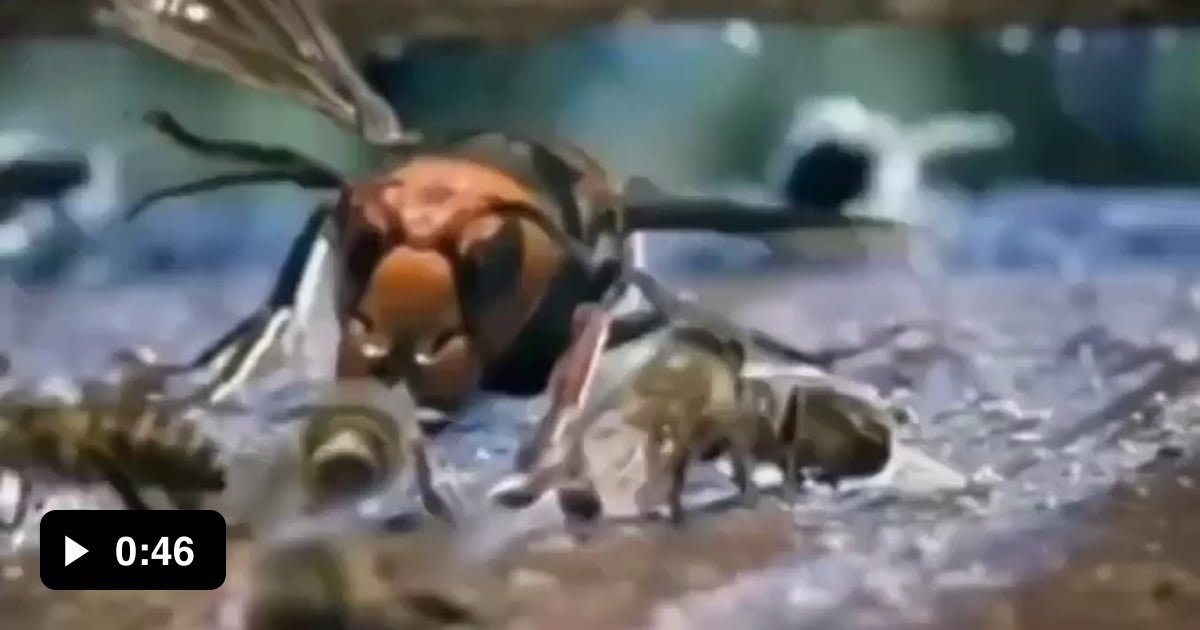 Bee swarm, attacker of hornets. - 9GAG