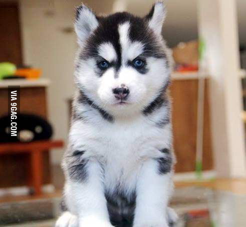 He's a grumpy husky. - 9GAG