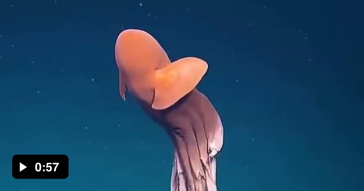 Amazing octopus stretching its tentacles to form a huge balloon filmed ...