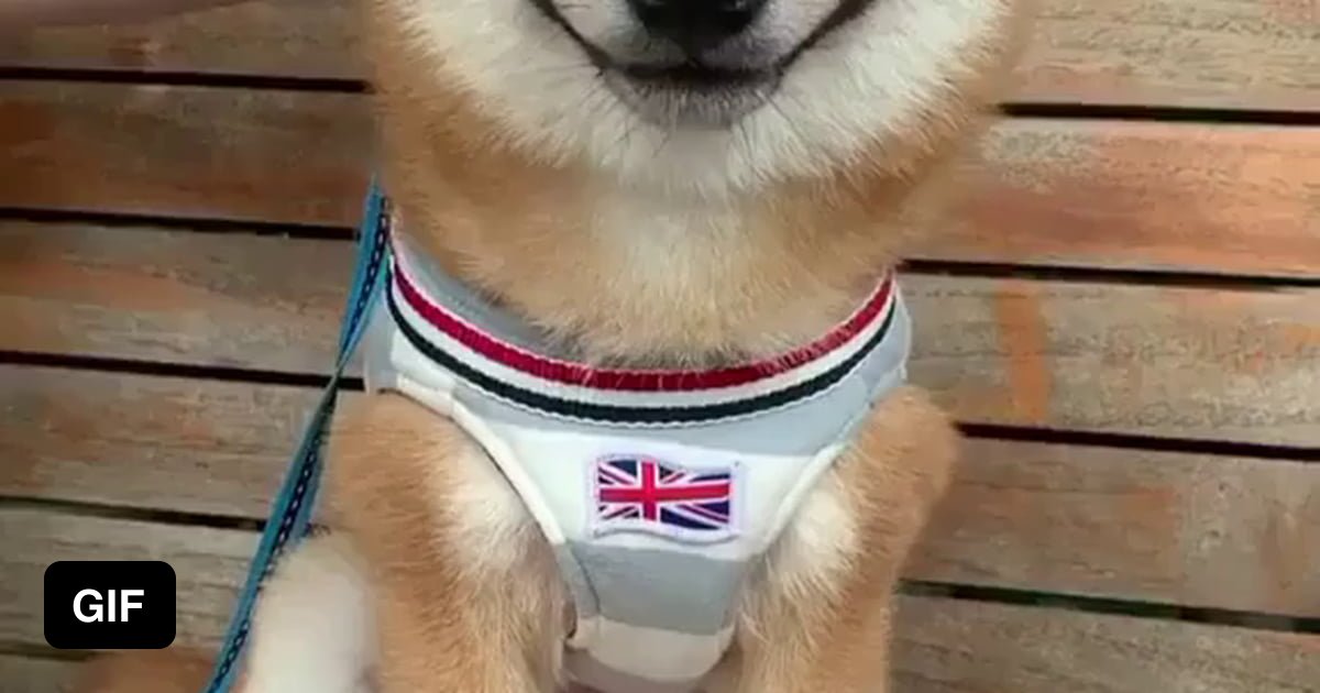 Smiling doggo - 9GAG