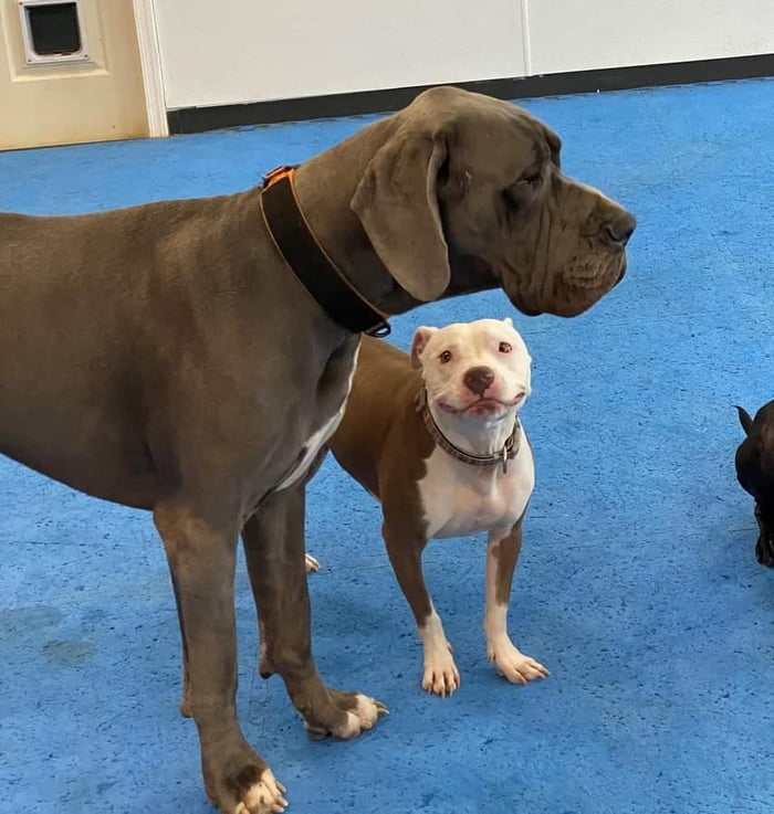 Get someone that looks at you the way this Pit Bull does at the Great Dane - 9GAG