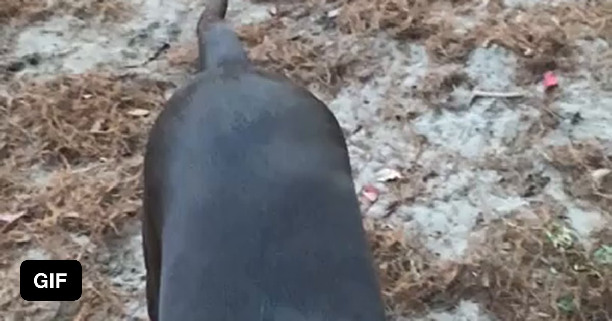 Glorious Lab Tippy Taps - 9GAG