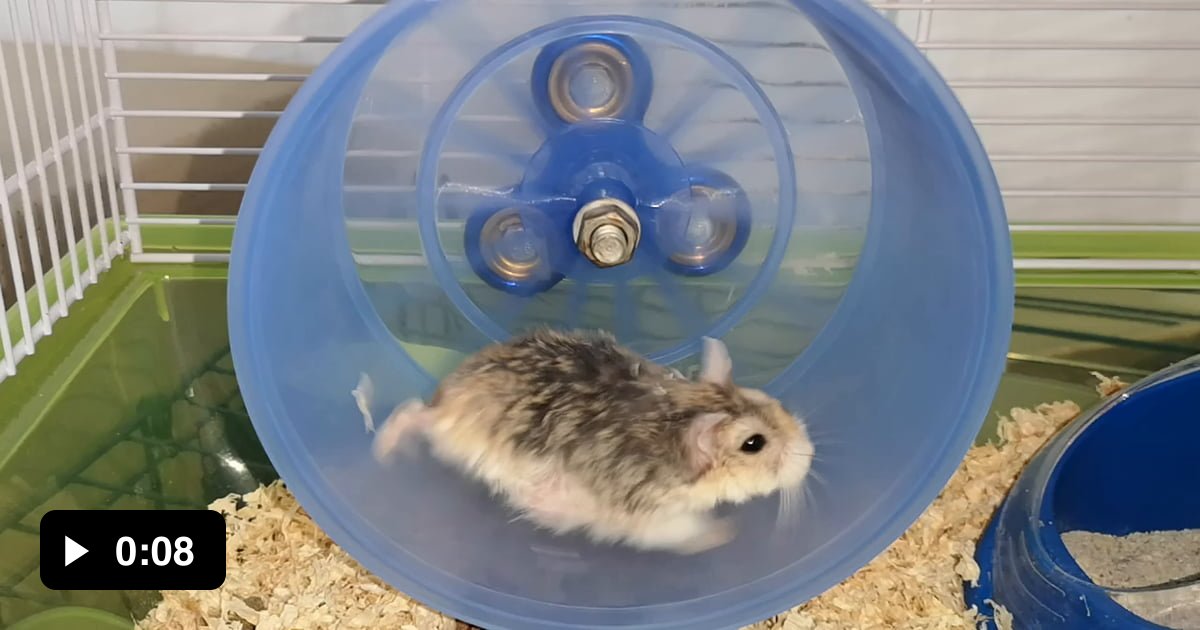 Fixing a broken hamster wheel. Best use of a fidget spinner - 9GAG