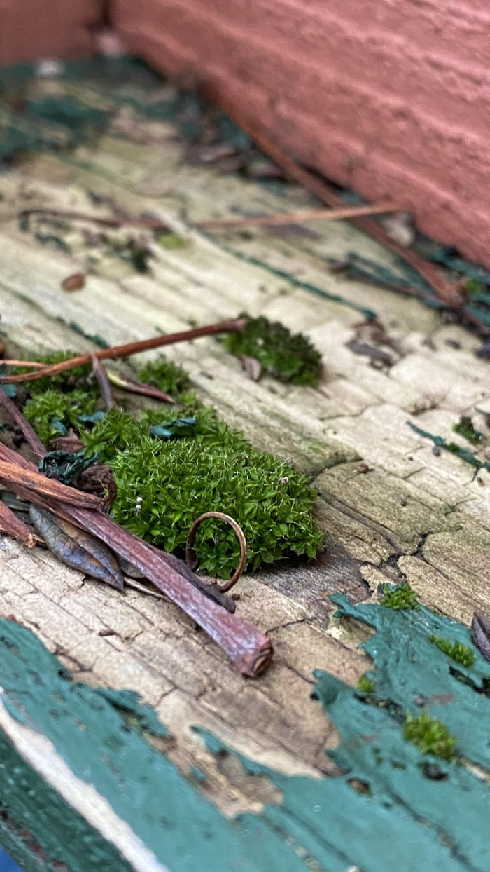 Moss. - 9GAG