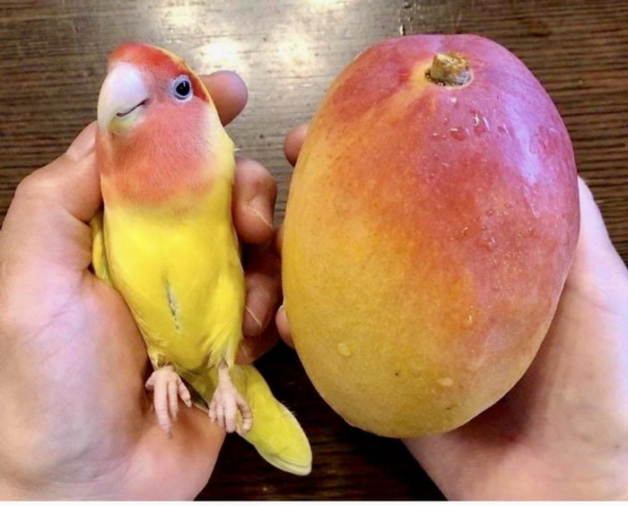 Perfect Resemblance Between Parrot And Mango - 9GAG