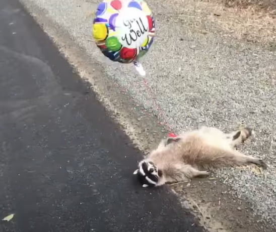 Someone placed a "get well" balloon on a dead raccoon - 9GAG