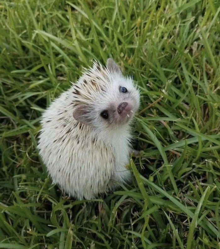 Vampire hedgehog.. - 9GAG